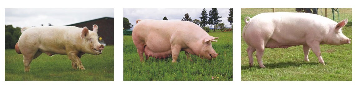 Large White Pig | Pigs For Sale