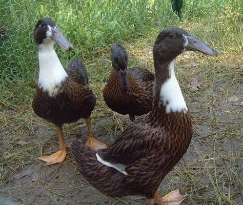 Dutch Hookbill | Greenhill Eggs & Chickens Online Store