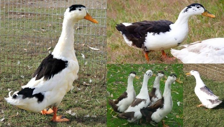 Magpie Ducks | Greenhill Eggs & Chickens Online Store