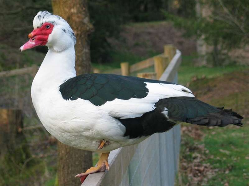 Muscovy Duck | Greenhill Eggs & Chickens Online Store