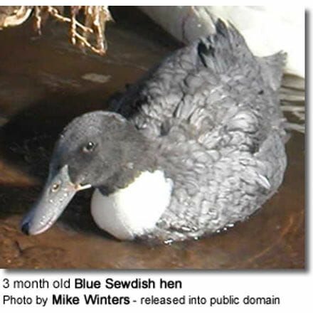 Swedish Blue | Greenhill Eggs & Chickens Online Store