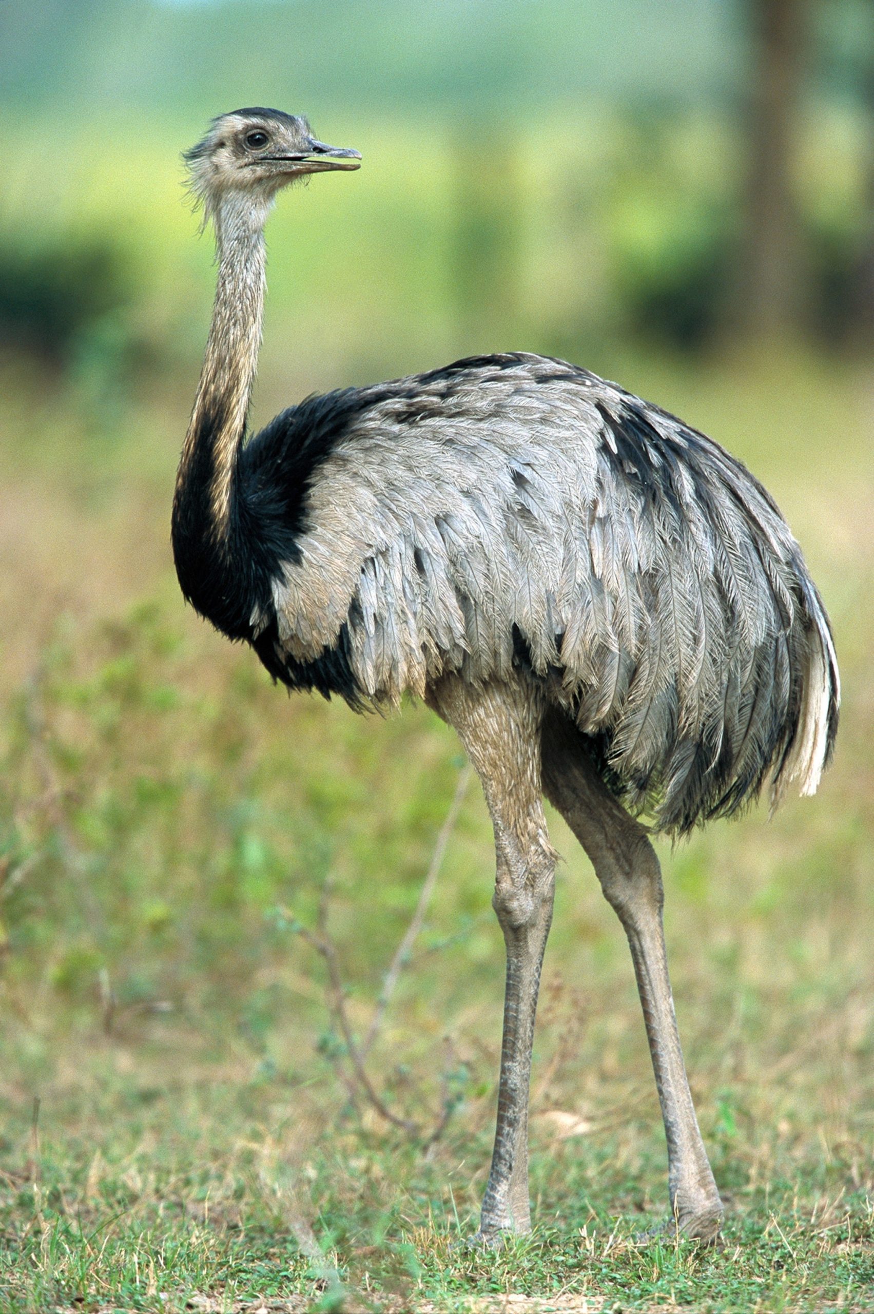Rhea Breeders | Buy Crowned Crane Online
