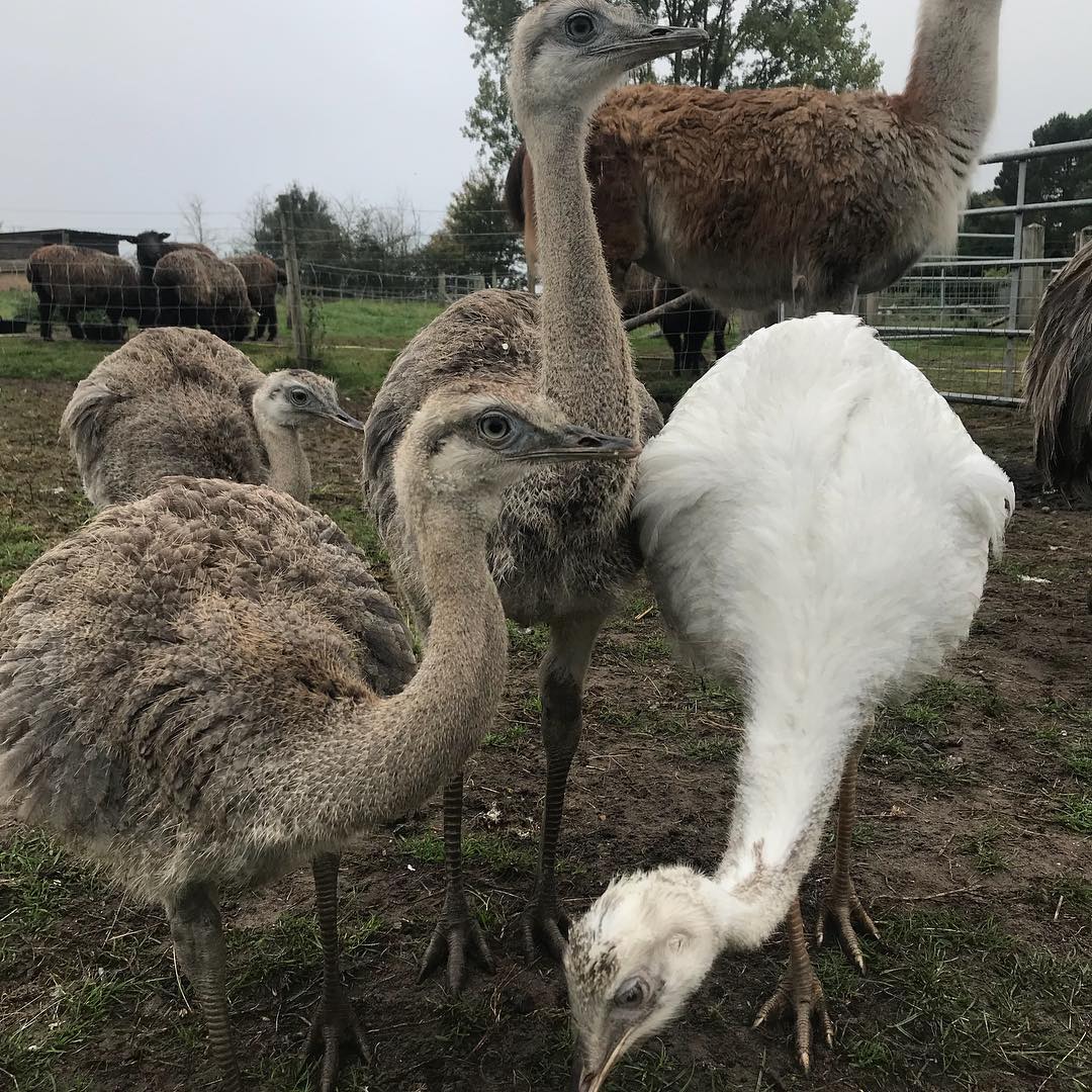 Rhea Breeders | Buy Crowned Crane Online