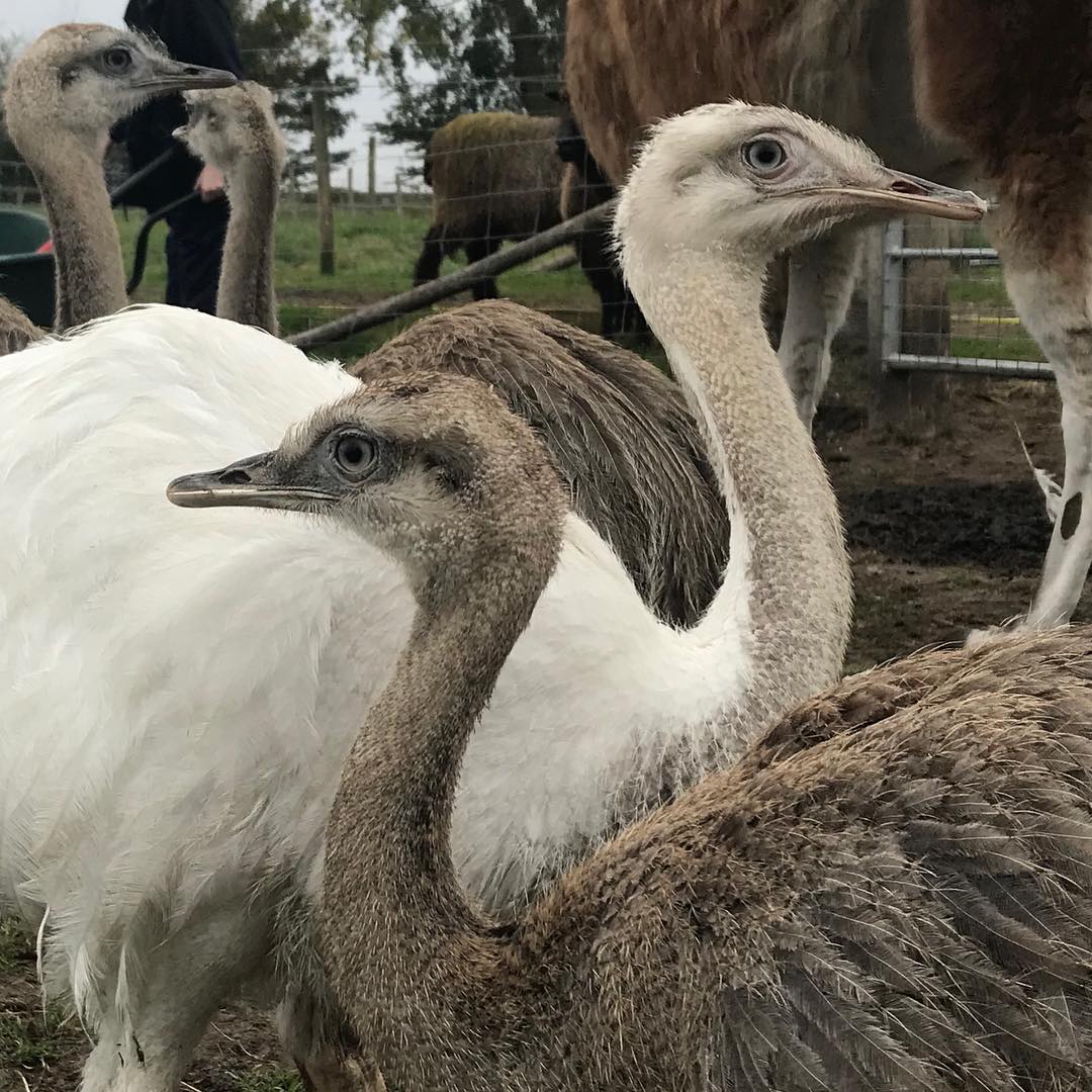 Rhea Breeders | Buy Crowned Crane Online