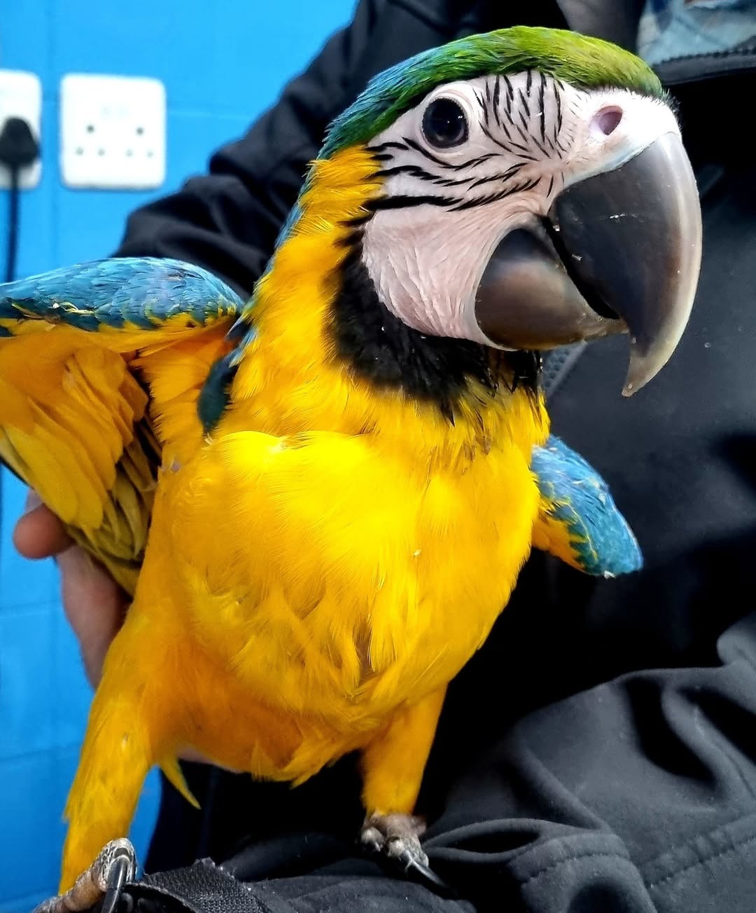 Blue & Gold Macaw | Greenhill Eggs & Chickens Online Store